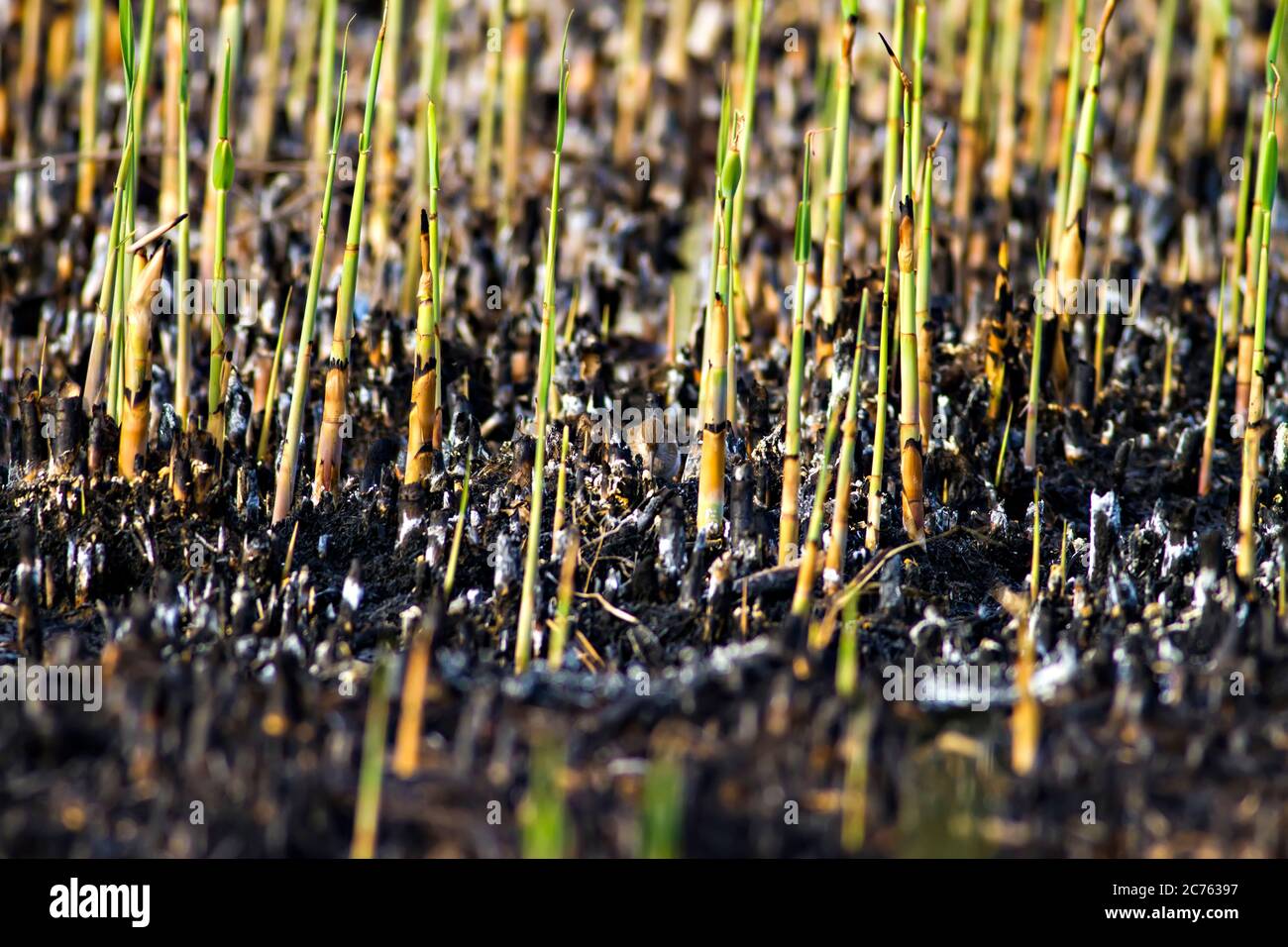Dead bird and wind hi-res stock photography and images - Alamy