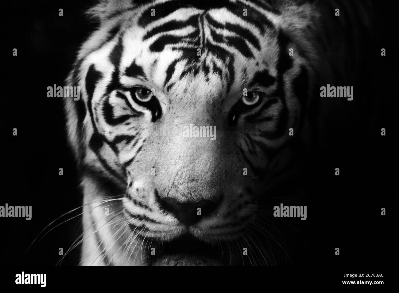 White leopard Black and White Stock Photos & Images - Alamy