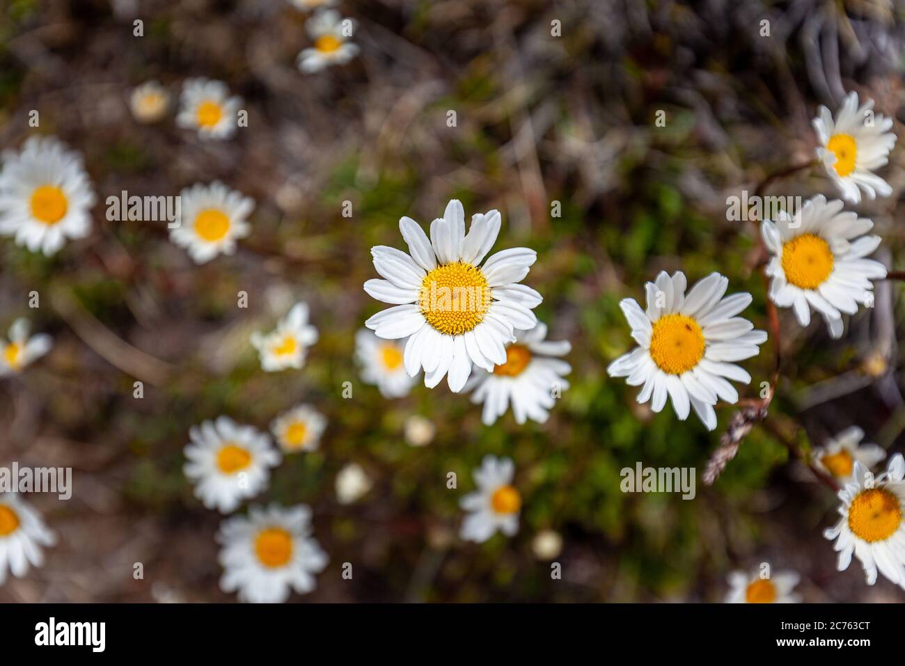 Patagonian flowers hi-res stock photography and images - Alamy