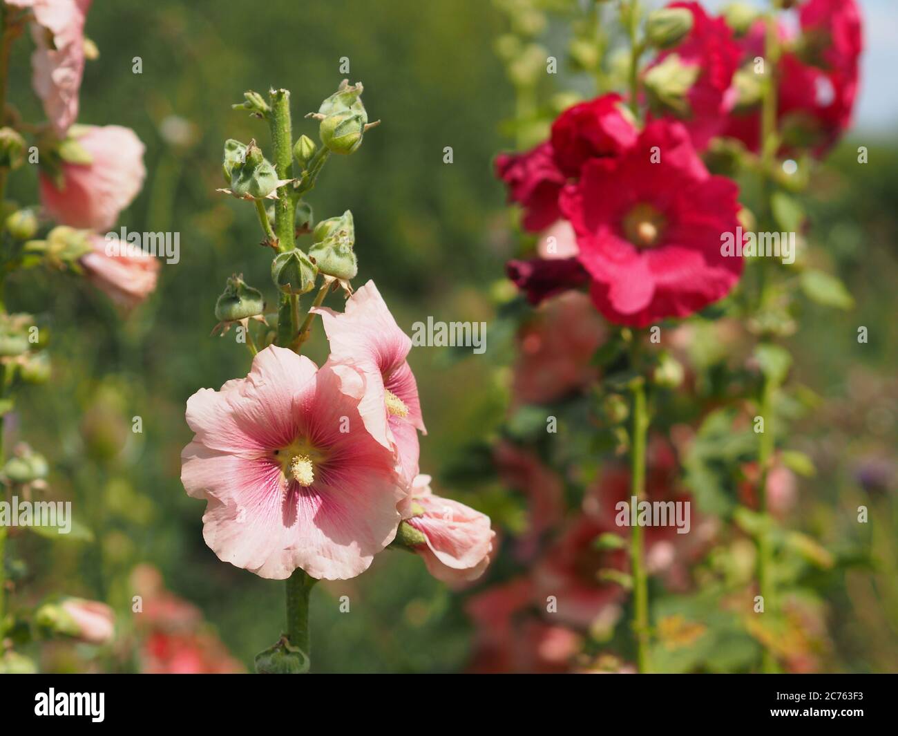 Wild Hollyhocks High Resolution Stock Photography and Images - Alamy
