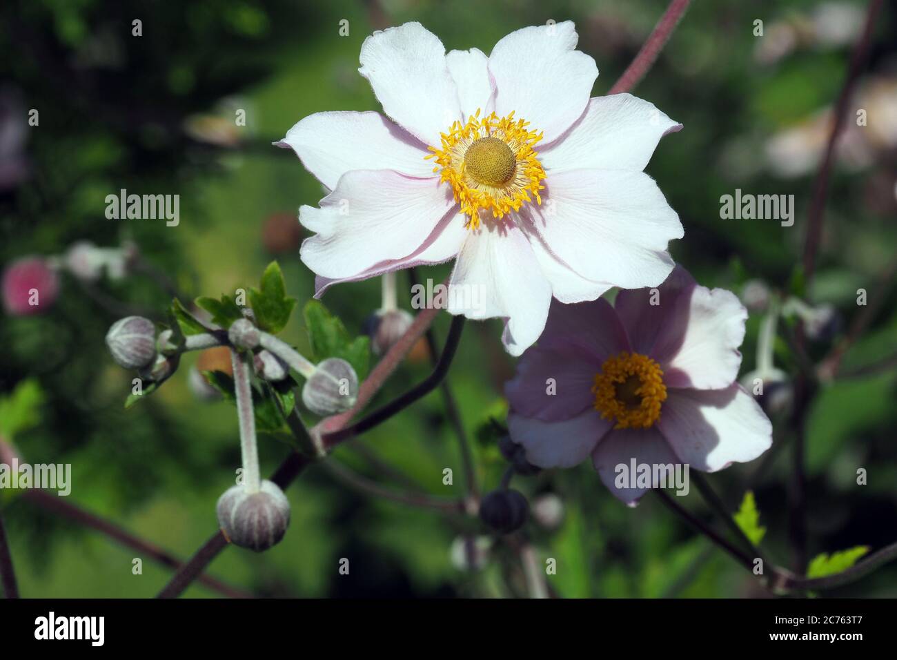 Japanese anemone, thimbleweed, or windflower, Herbst-Anemone, Anemone ...