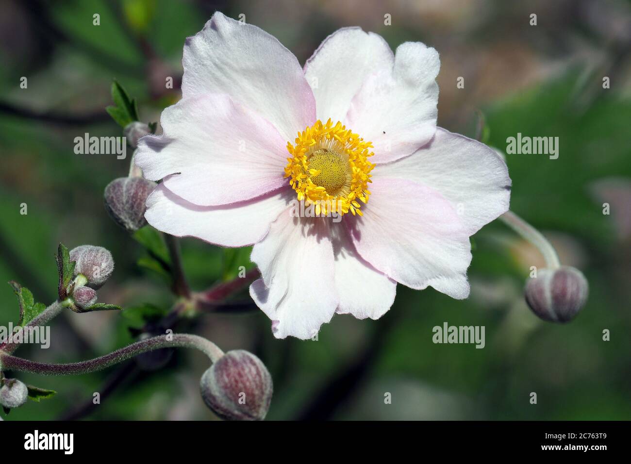 Japanese anemone, thimbleweed, or windflower, Herbst-Anemone, Anemone ...