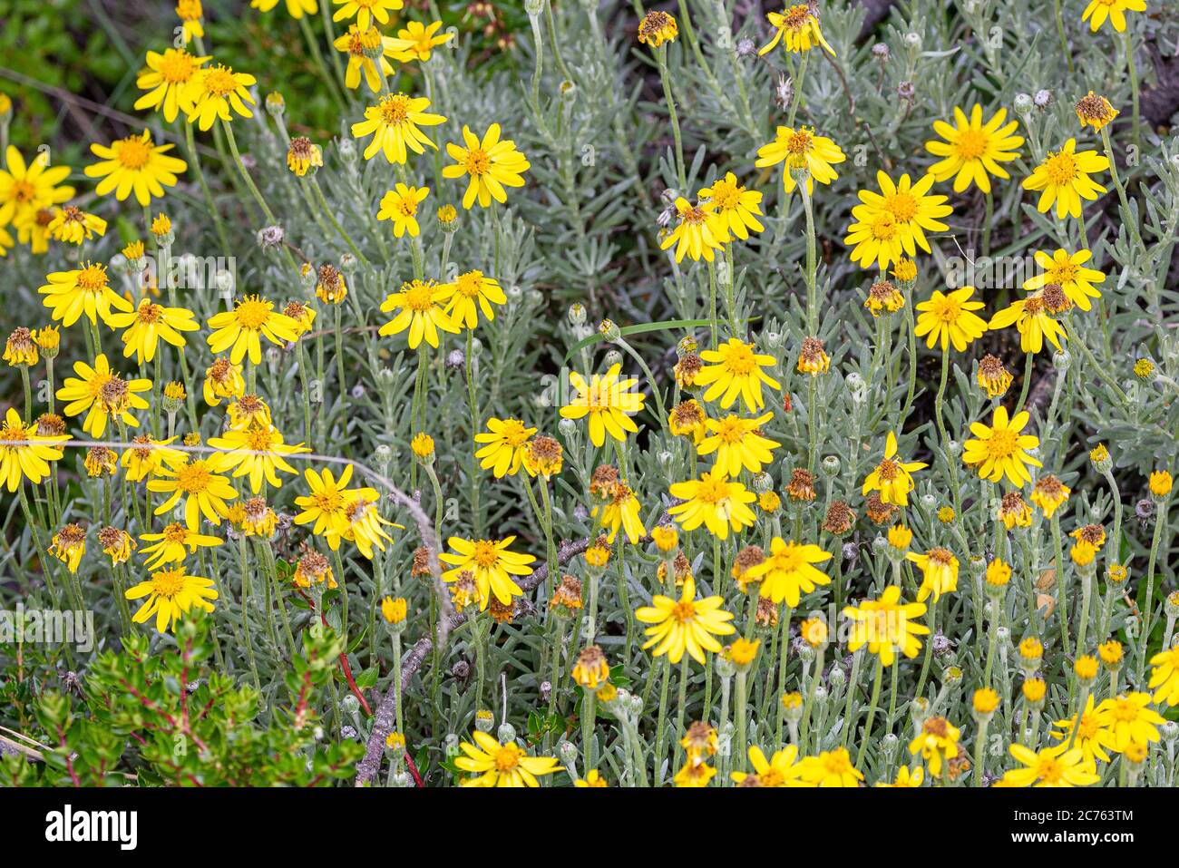 Yellow flowers at patagonian spring Stock Photo - Alamy