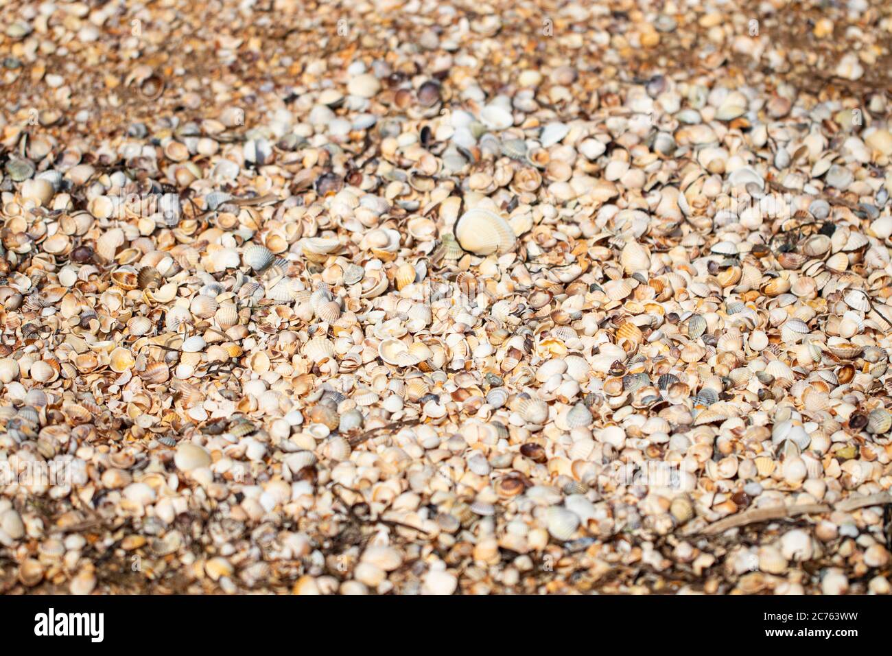 beach background texture made of shells. Seashell pattern Stock Photo ...