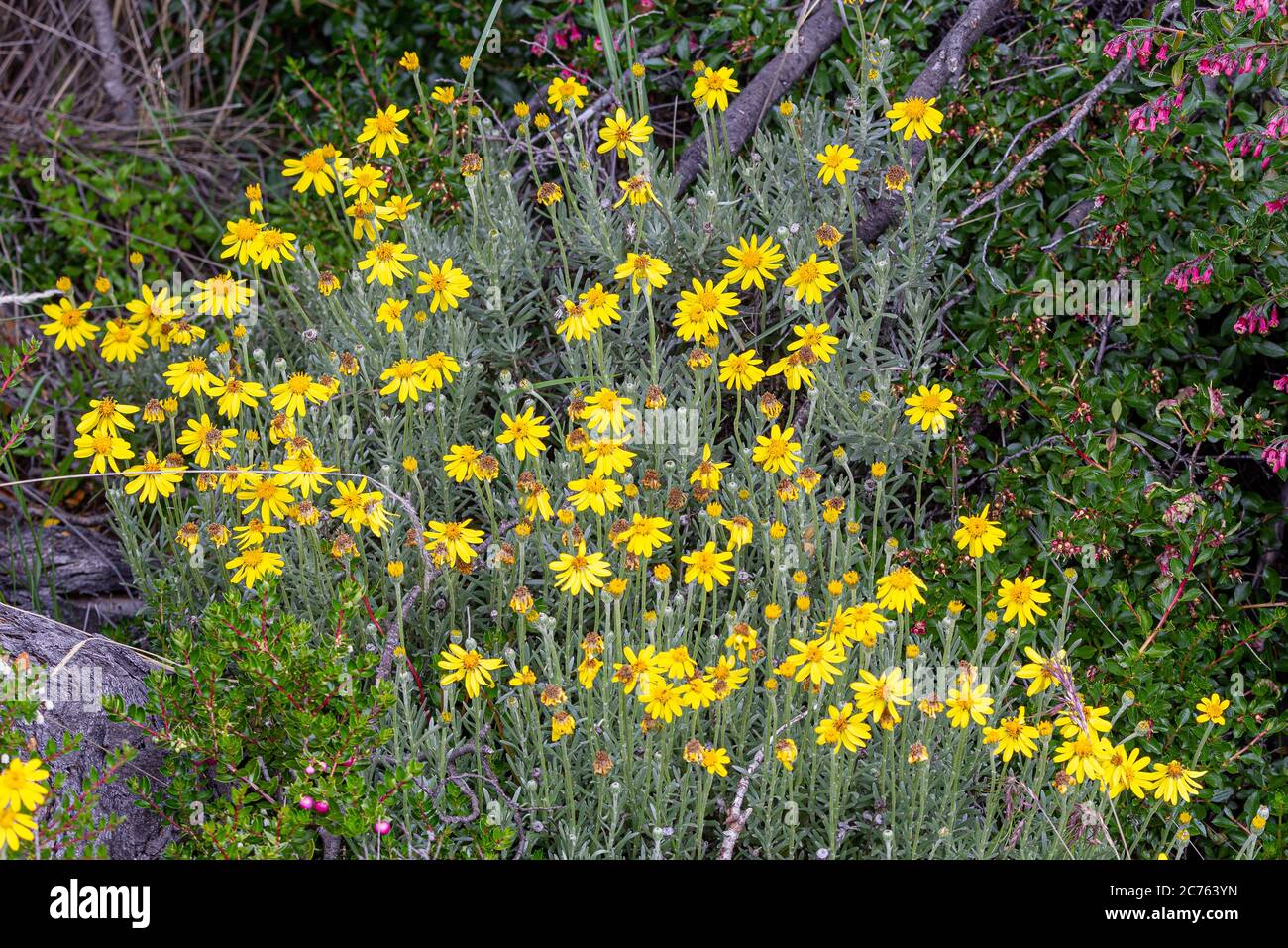 Patagonian garden hi-res stock photography and images - Alamy