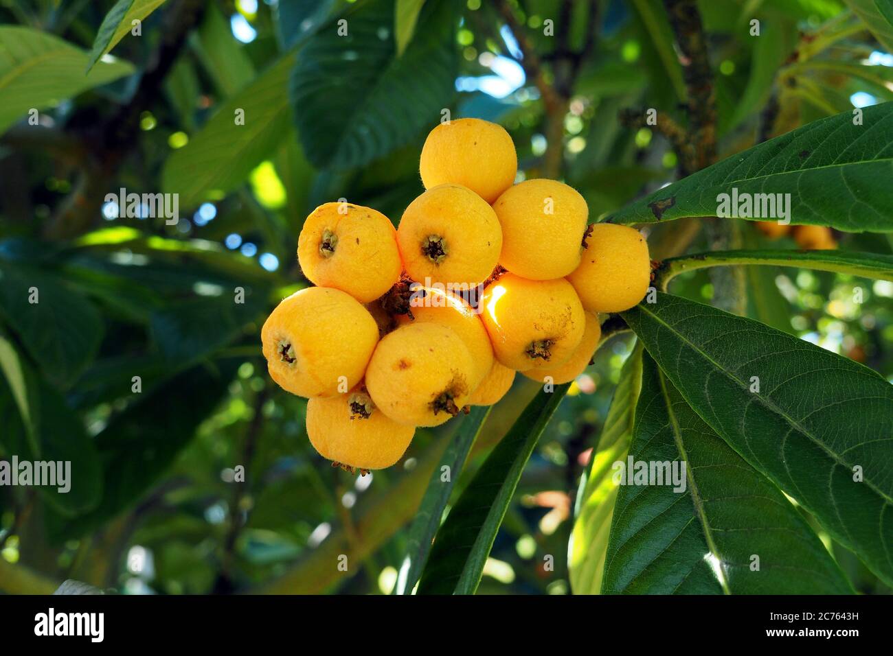 Japanese medlar, Loquat, Japanische Wollmispel, Loquat, néflier du ...