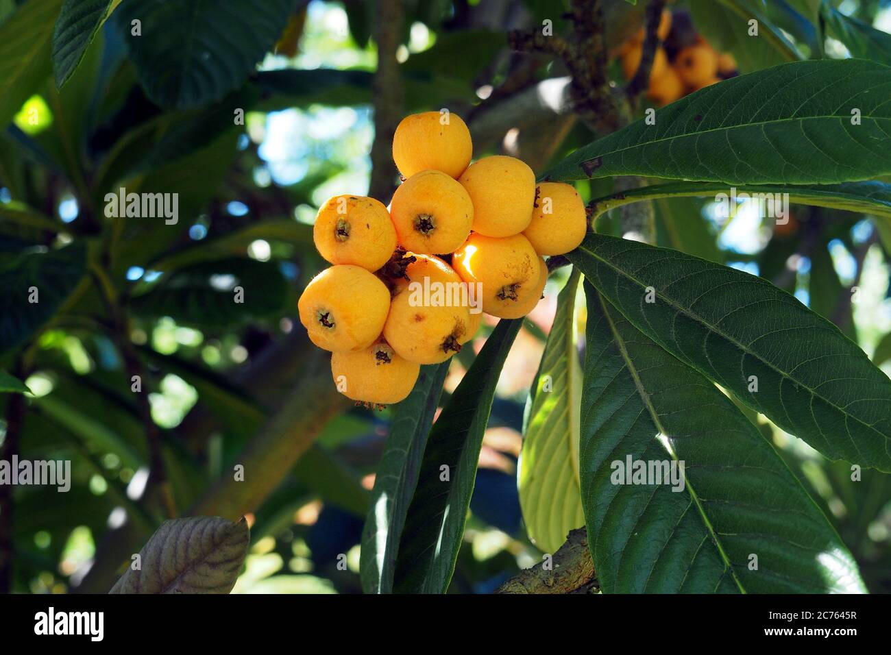 Japanese medlar japanese plum chinese hi-res stock photography and ...