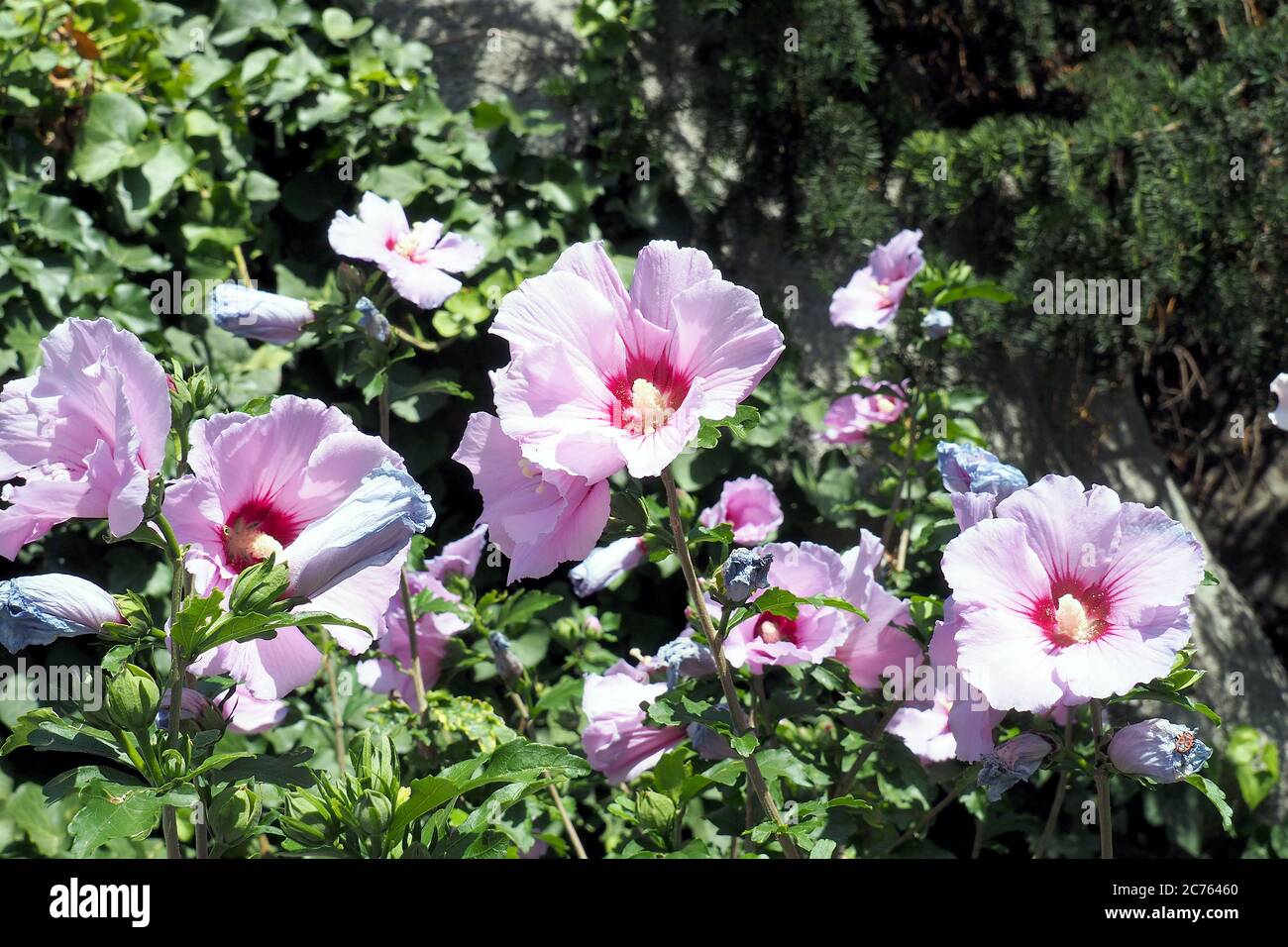 Korean rose, Syrian ketmia, shrub althea, rose mallow, Straucheibisch ...