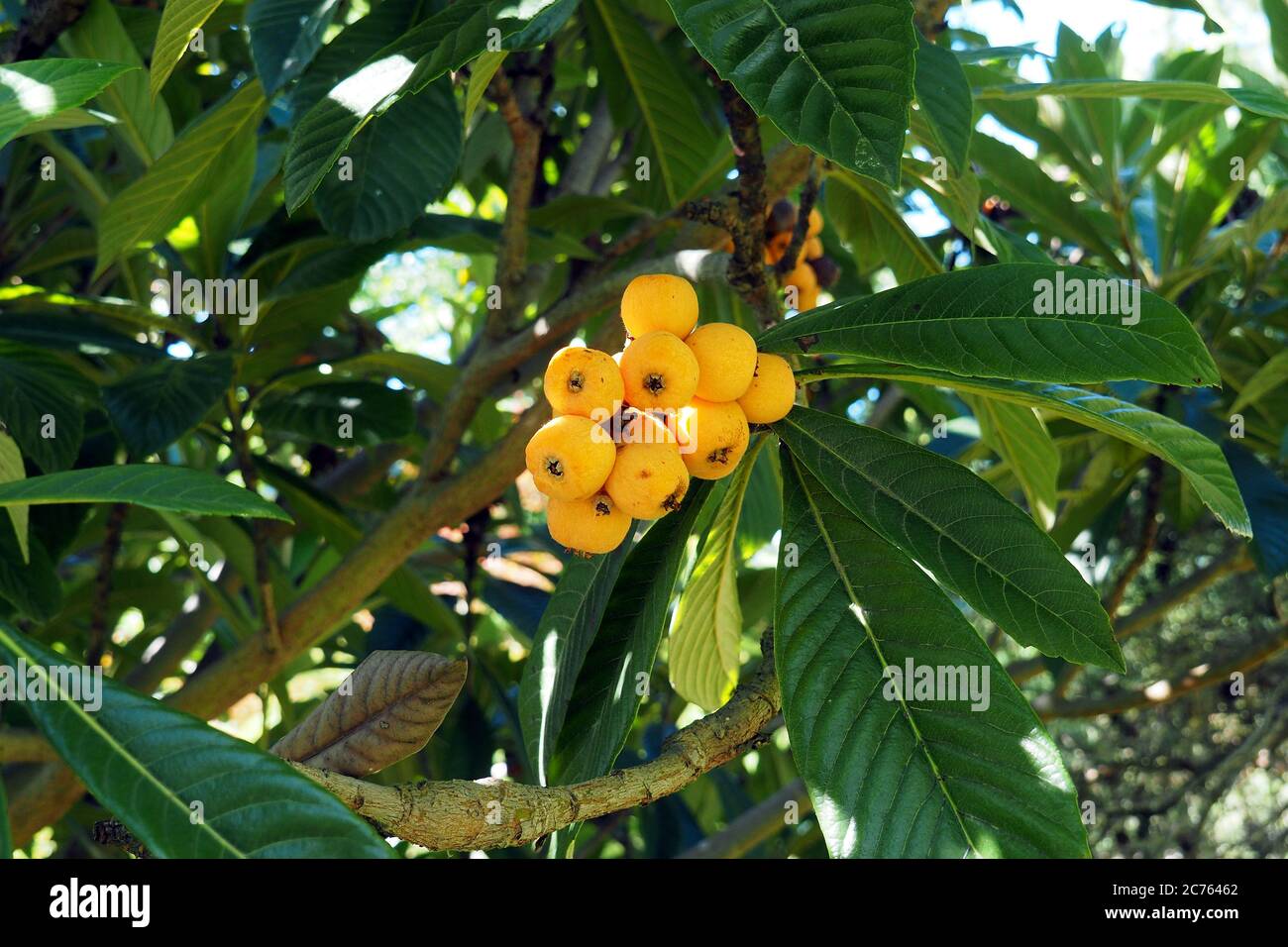 Japanese medlar, Loquat, Japanische Wollmispel, Loquat, néflier du ...