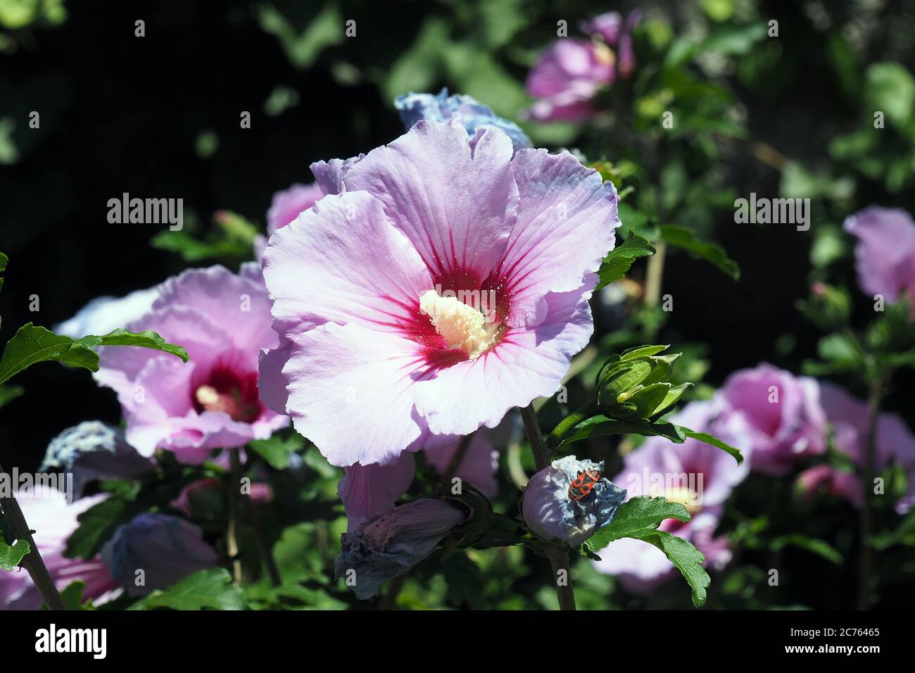 Korean rose, Syrian ketmia, shrub althea, rose mallow, Straucheibisch ...