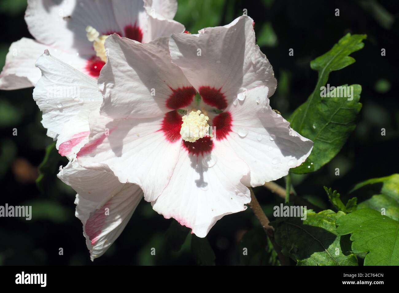 Korean rose, Syrian ketmia, shrub althea, rose mallow, Straucheibisch ...