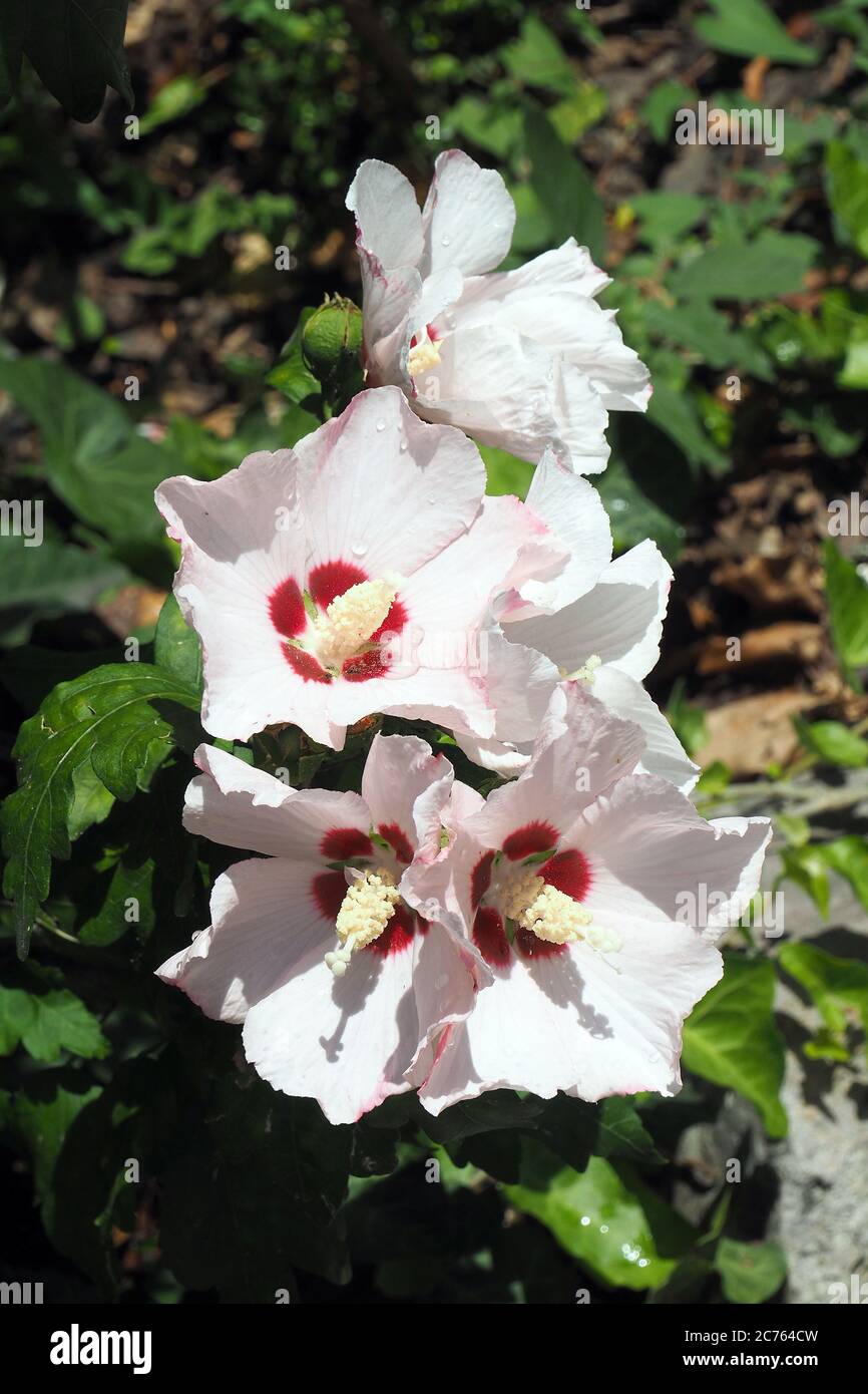 Korean rose, Syrian ketmia, shrub althea, rose mallow, Straucheibisch ...