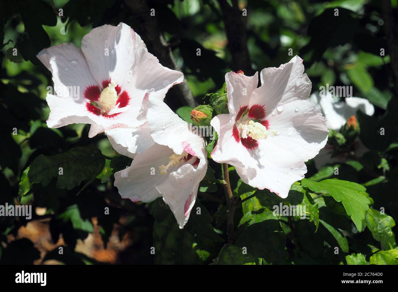 Korean rose, Syrian ketmia, shrub althea, rose mallow, Straucheibisch ...