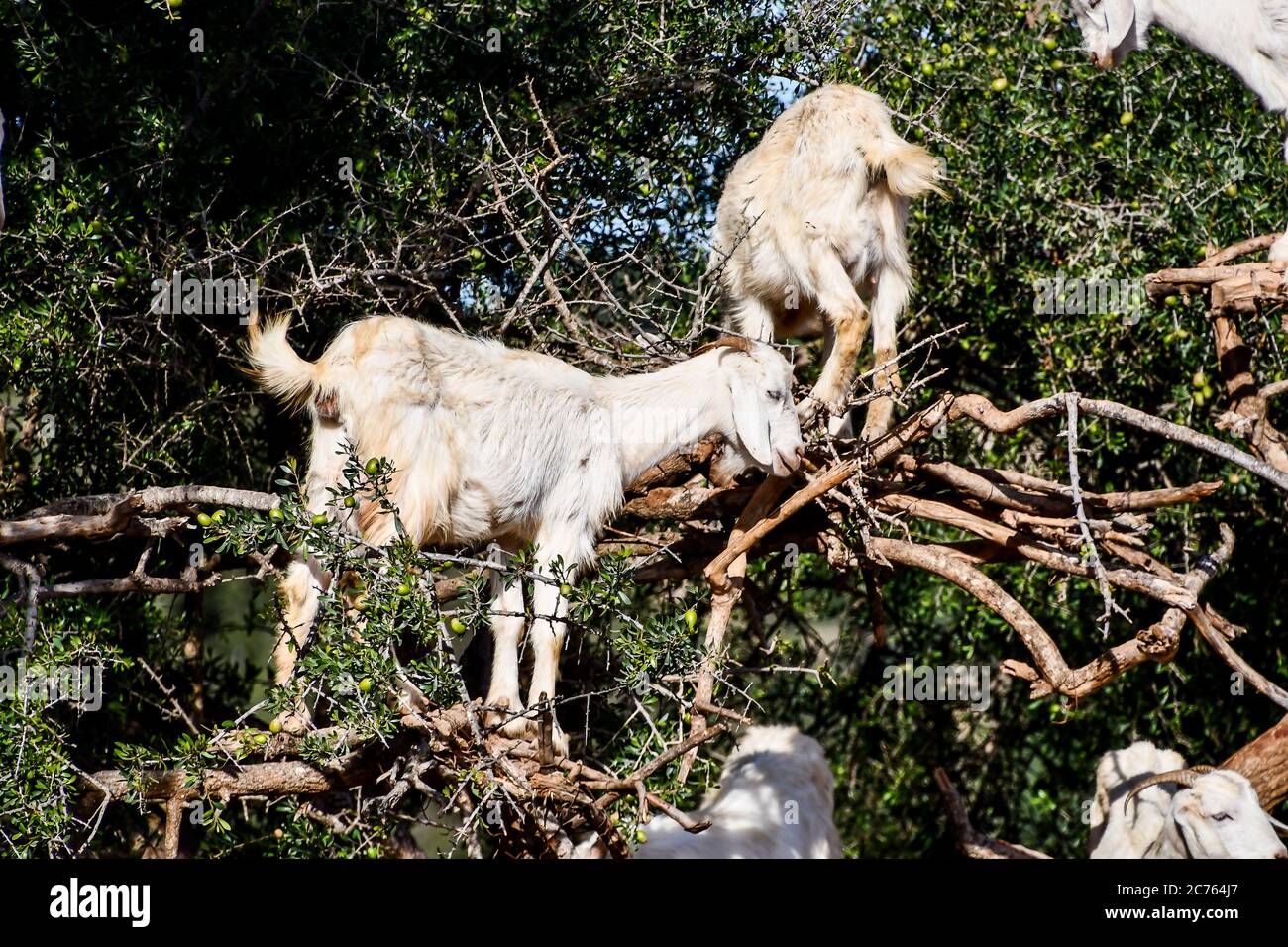 goat on farm, beautiful photo digital picture Stock Photo - Alamy