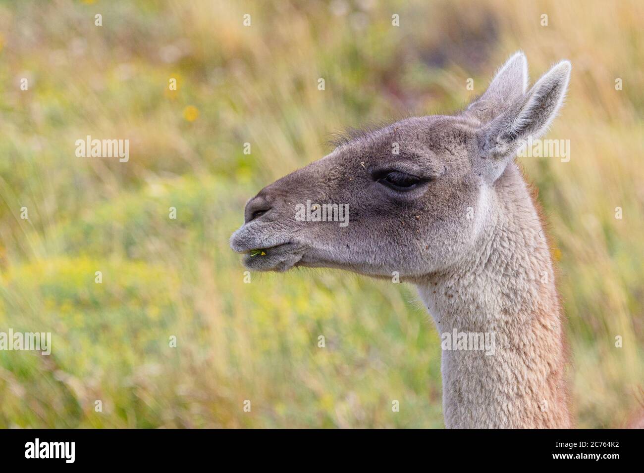 Guanaco skin hi-res stock photography and images - Alamy