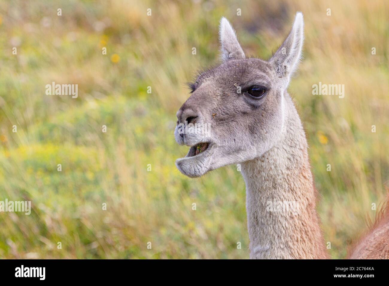 Guanaco skin hi-res stock photography and images - Alamy