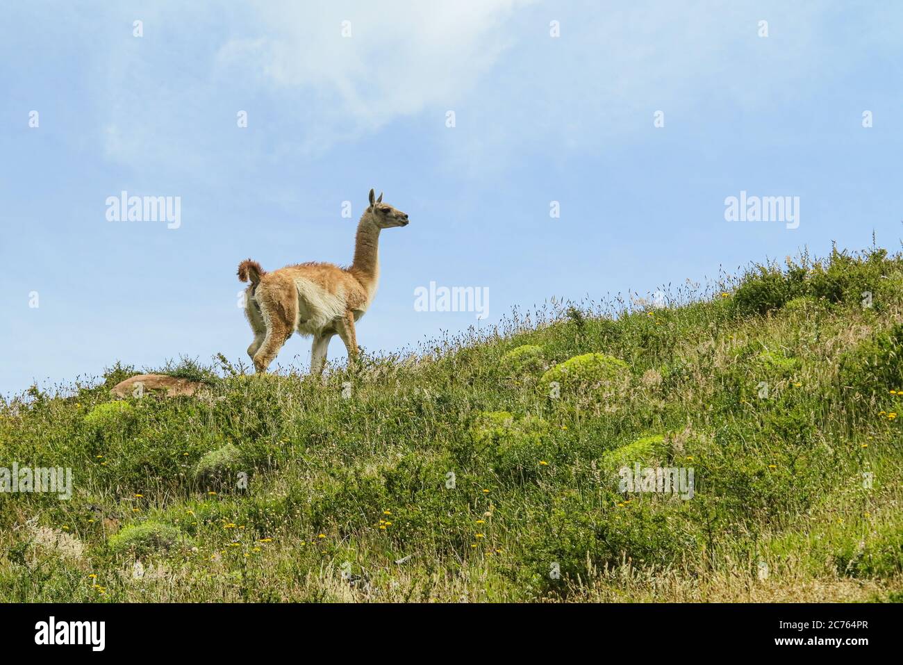 Guanaco skin hi-res stock photography and images - Alamy