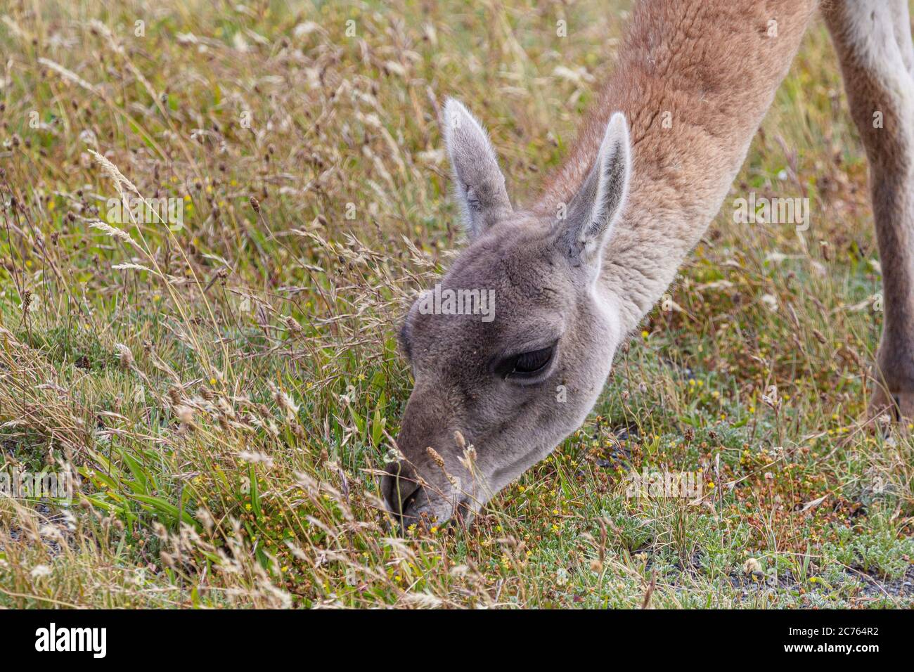 Guanaco skin hi-res stock photography and images - Alamy