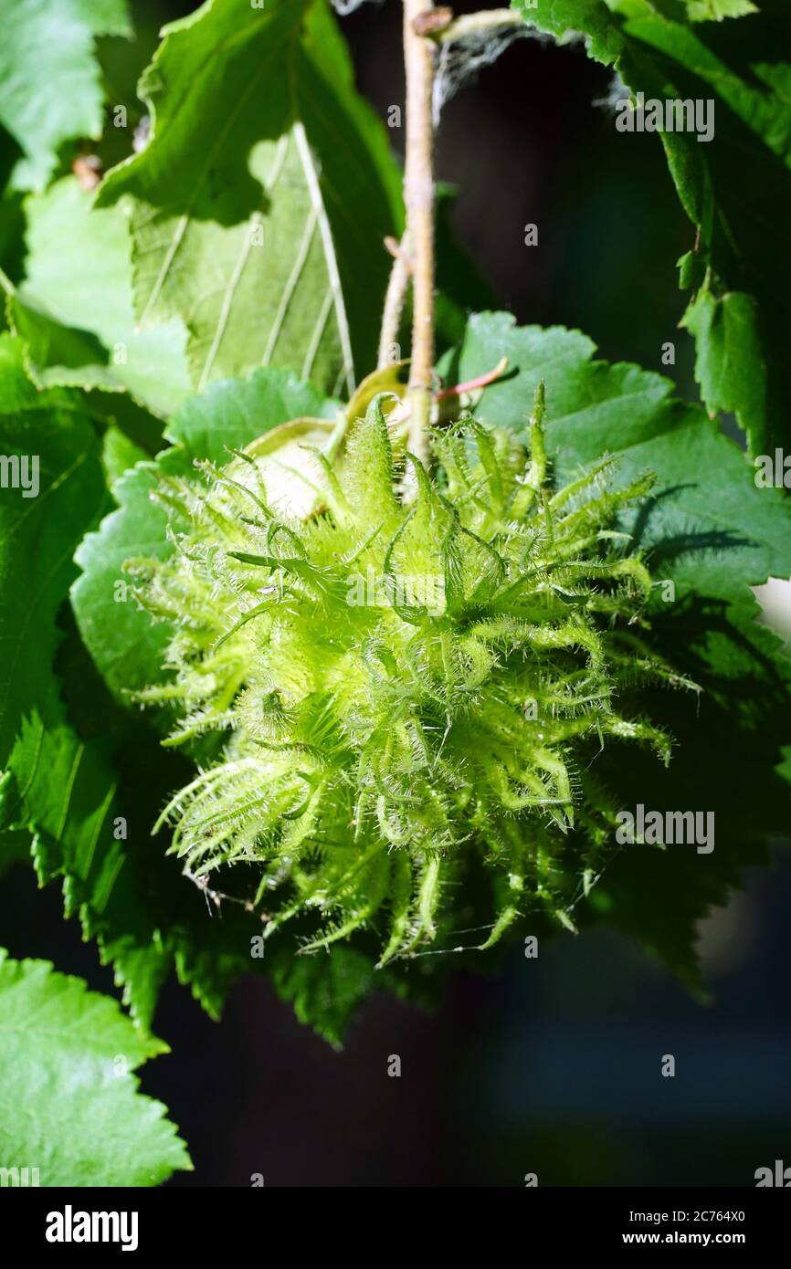 Turkish hazel or Turkish filbert, Baum-Hasel, Türkische Hasel ...