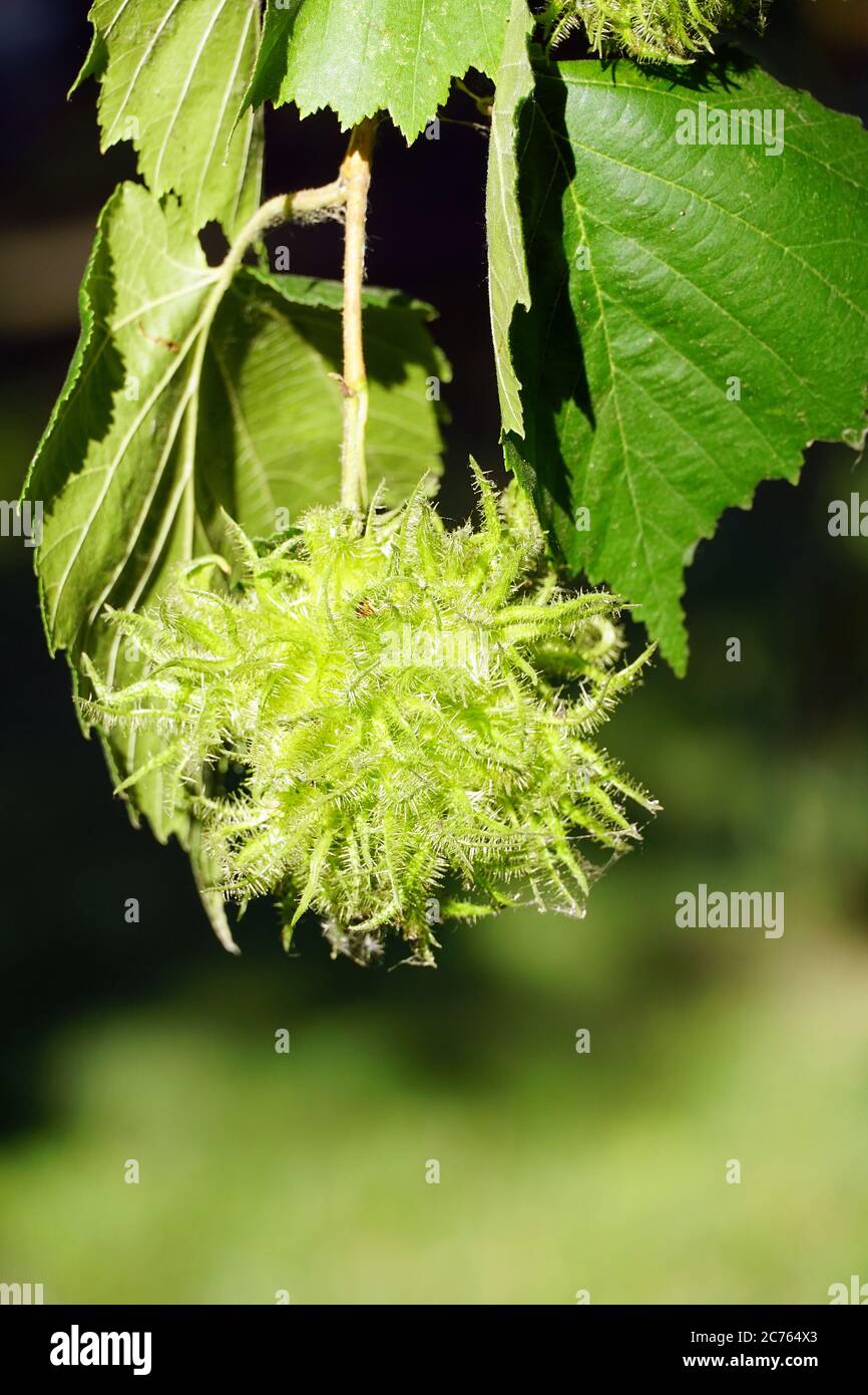 Turkish Hazel Corylus Colurna High Resolution Stock Photography and ...