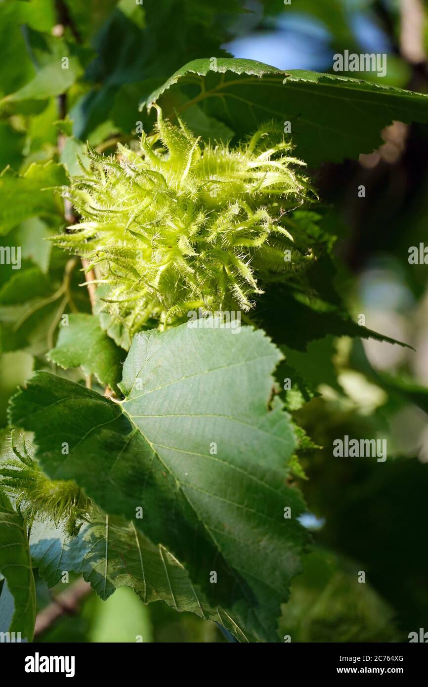 Turkish Hazel Corylus Colurna High Resolution Stock Photography and ...