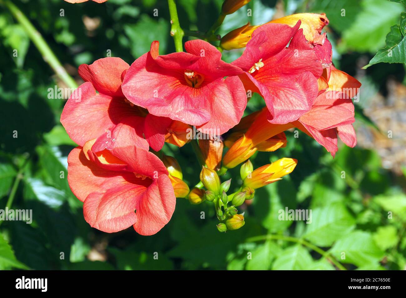 trumpet vine, trumpet creeper, hummingbird vine, Amerikanische ...
