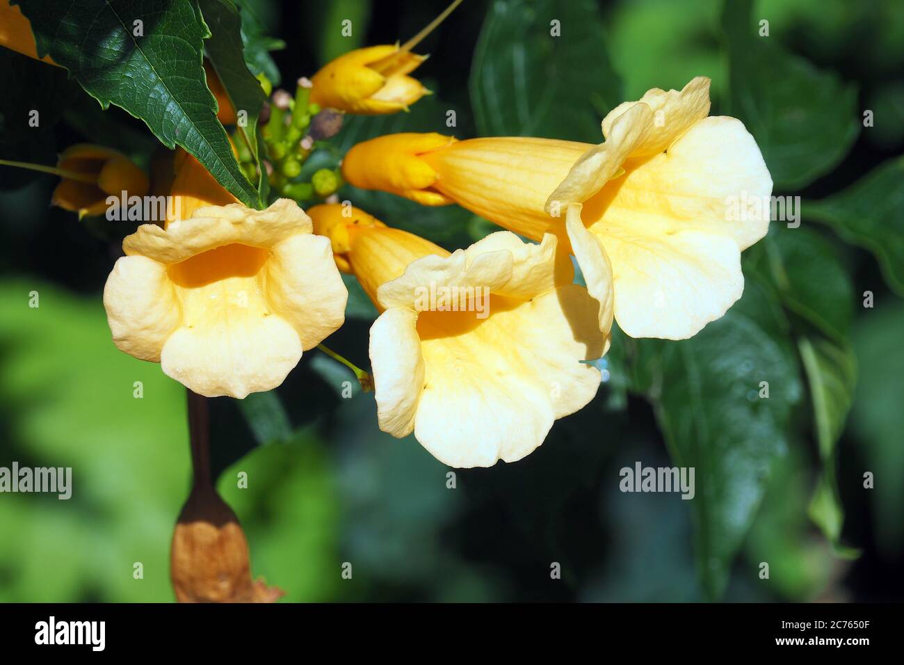 trumpet vine, trumpet creeper, hummingbird vine, Amerikanische ...