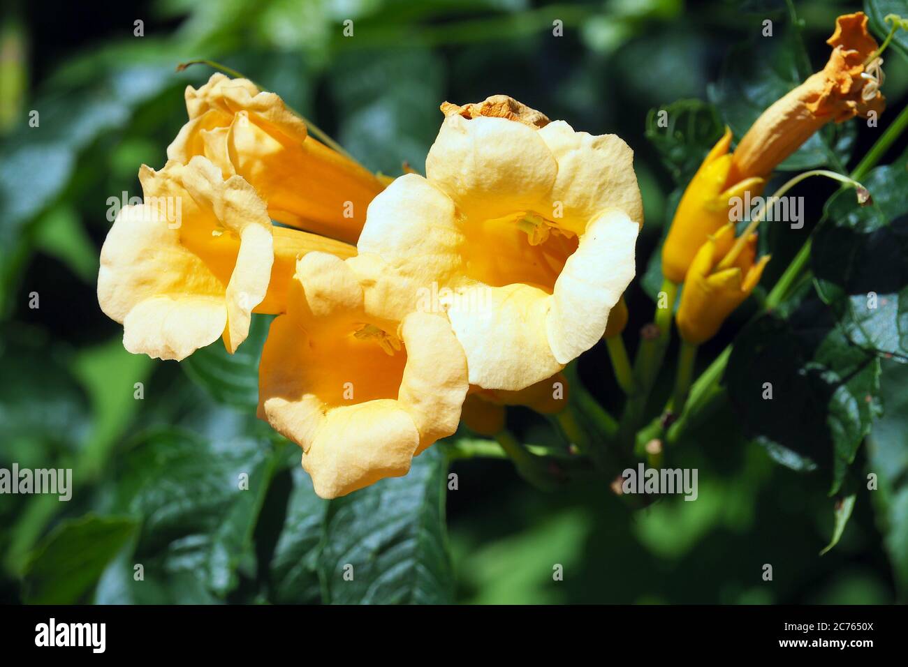 trumpet vine, trumpet creeper, hummingbird vine, Amerikanische ...