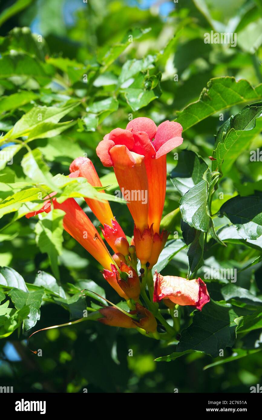 trumpet vine, trumpet creeper, hummingbird vine, Amerikanische ...