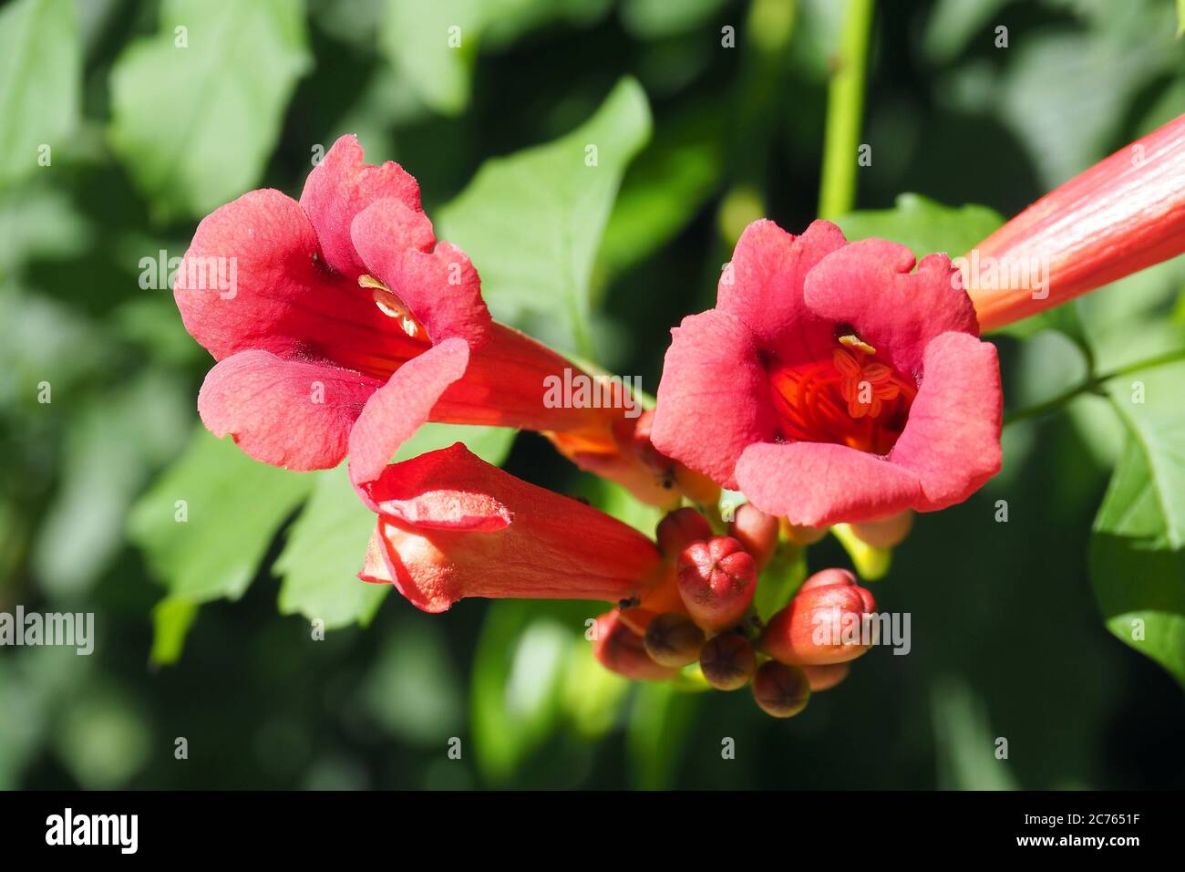 trumpet vine, trumpet creeper, hummingbird vine, Amerikanische ...