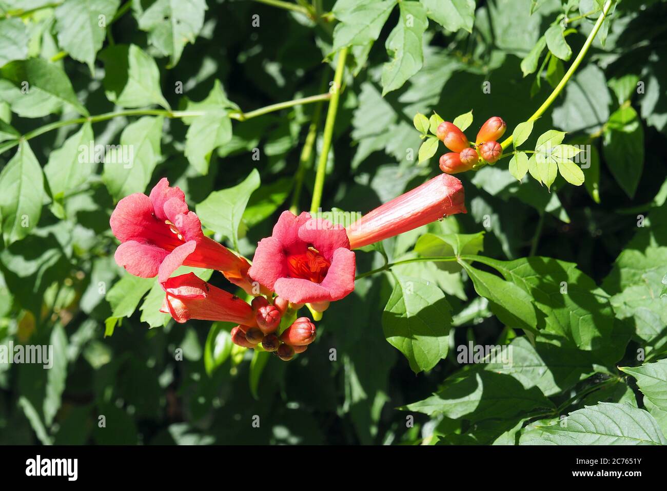 trumpet vine, trumpet creeper, hummingbird vine, Amerikanische ...