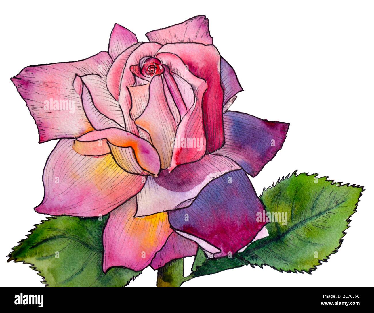 Rose With Raindrops Drawing