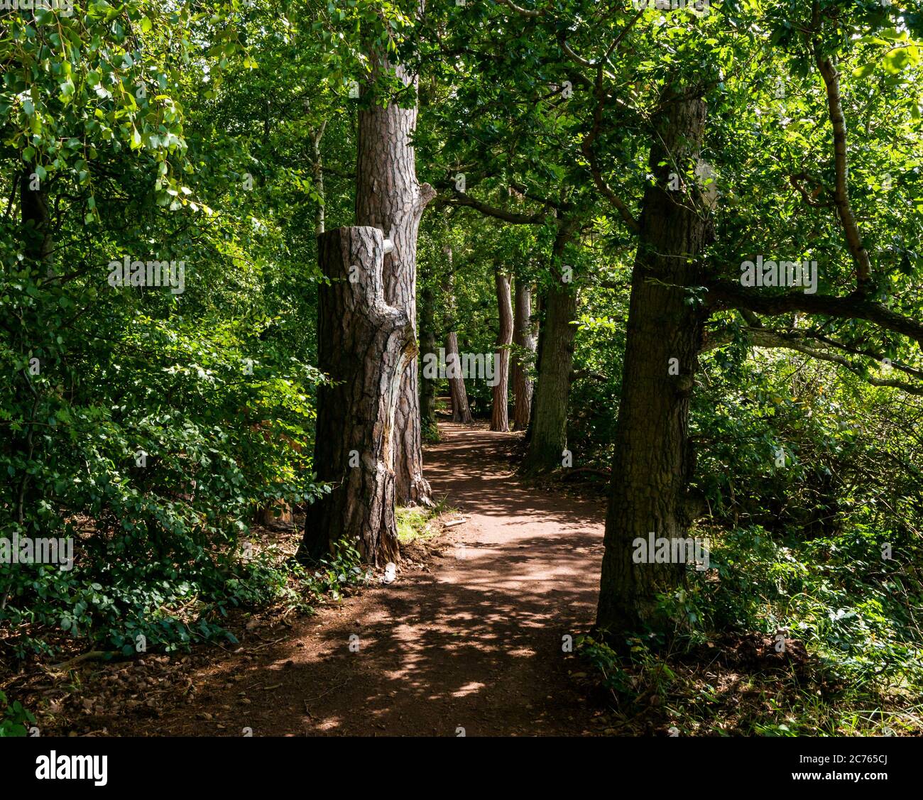 Dappled sunlight on path hi-res stock photography and images - Alamy