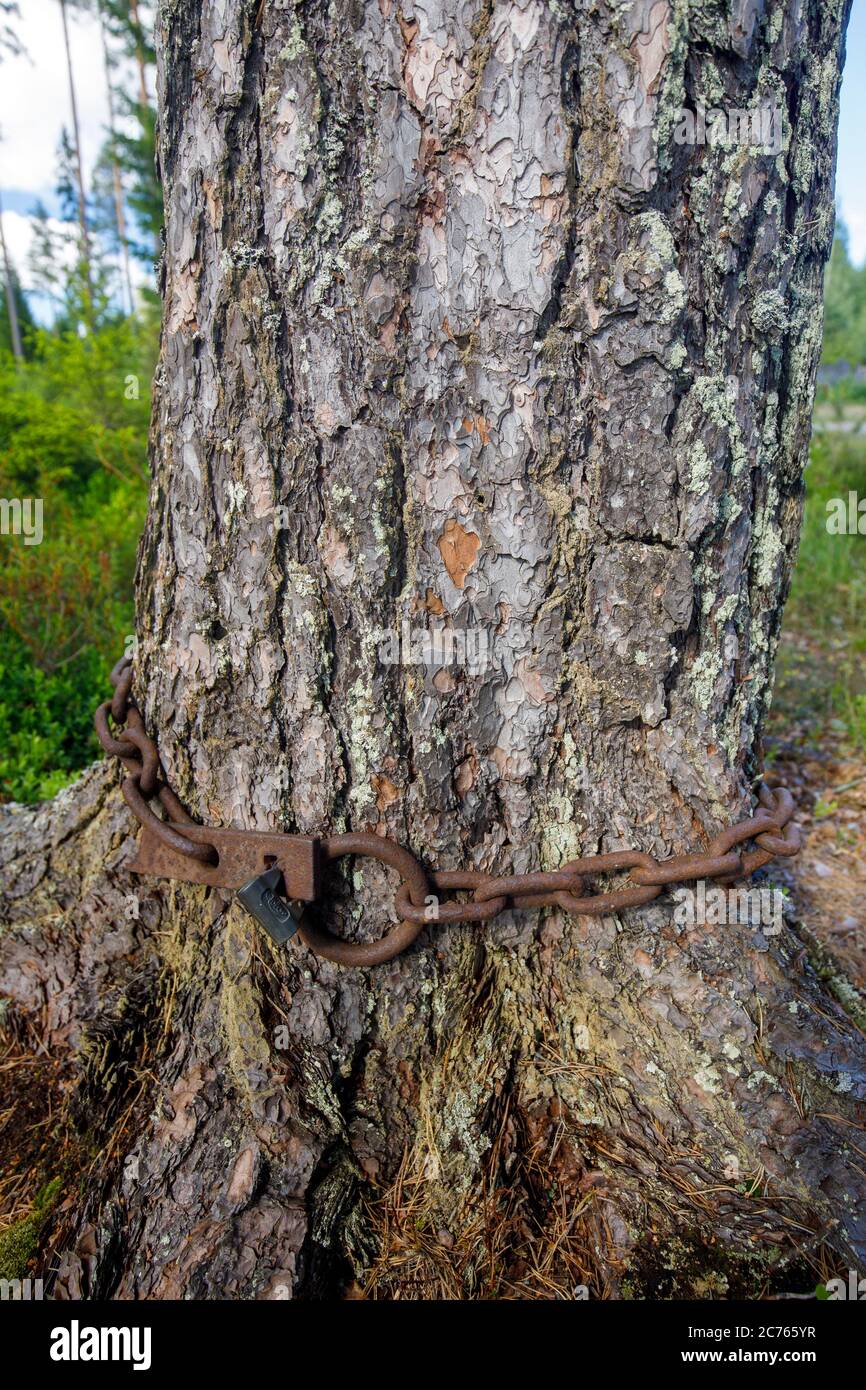 Old chain around tree trunk hi-res stock photography and images - Alamy