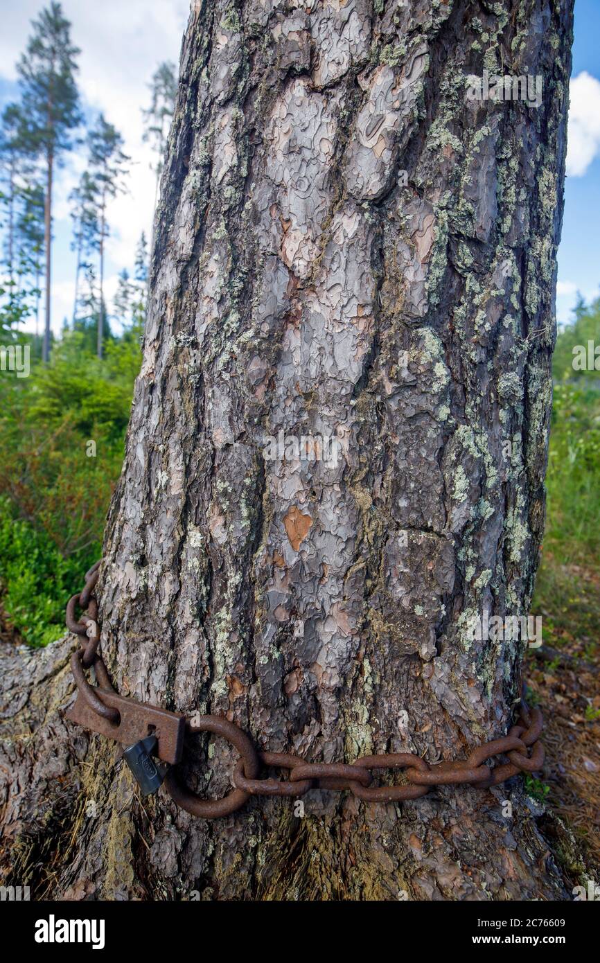 Locked iron chain wrapped around an old pine tree trunk , Finland Stock ...