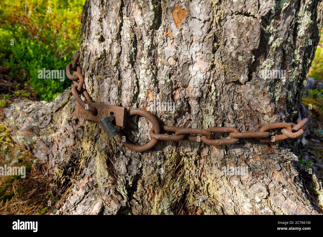 Locked iron chain wrapped around an old pine tree trunk , Finland Stock ...