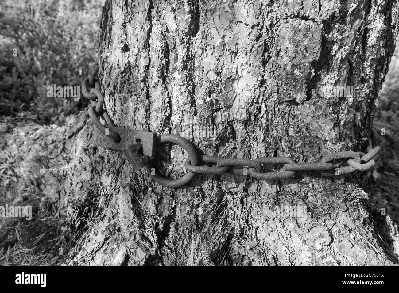 Chained to tree hi-res stock photography and images - Alamy