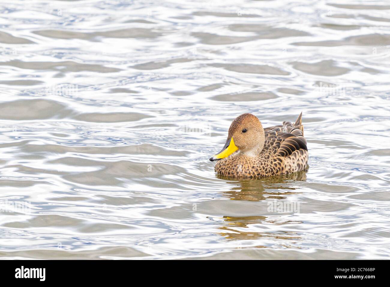 Yellow-billed Pintail (Anas georgica georgica) swimming at Almirante ...