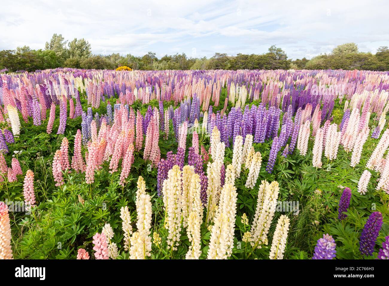 Lupinus, lupin, lupine field with pink purple and blue flowers. Bunch ...