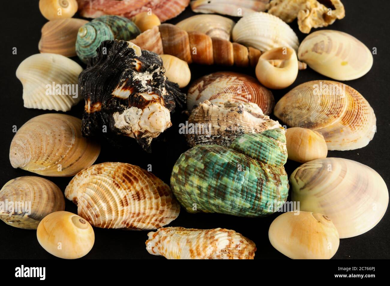 Seashell background texture lots of sea snails mixed Stock Photo - Alamy