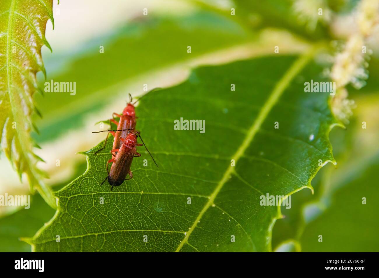 Couple of two Cucujus cinnaberinus, beetle from the family of crimson ...