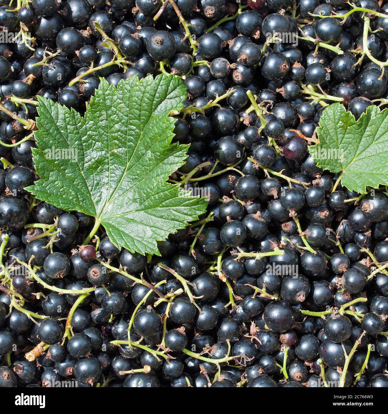 Black currants in a close-up Stock Photo - Alamy