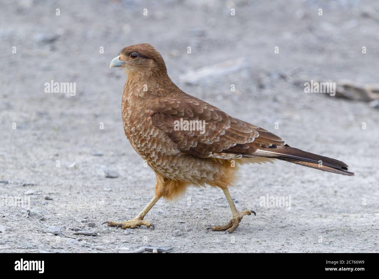 Chimango Caracara (Milvago chimango) at Patagonia - Argentina Stock ...