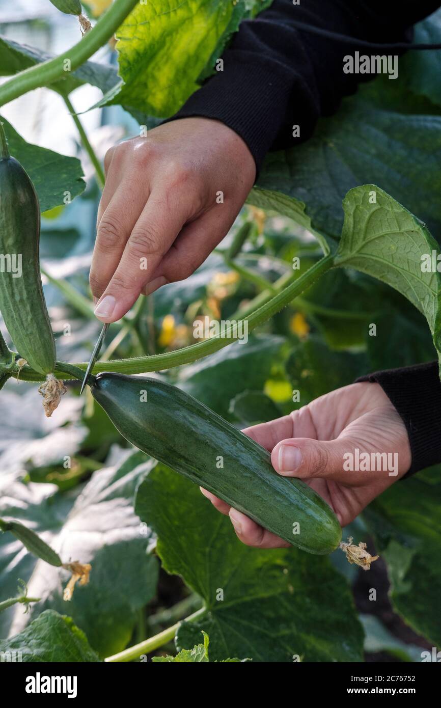 Growing cucumbers hi-res stock photography and images - Alamy