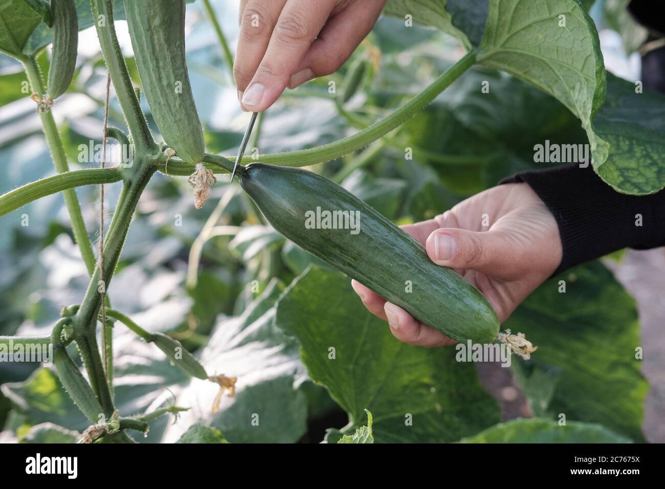 Growing cucumbers hi-res stock photography and images - Alamy
