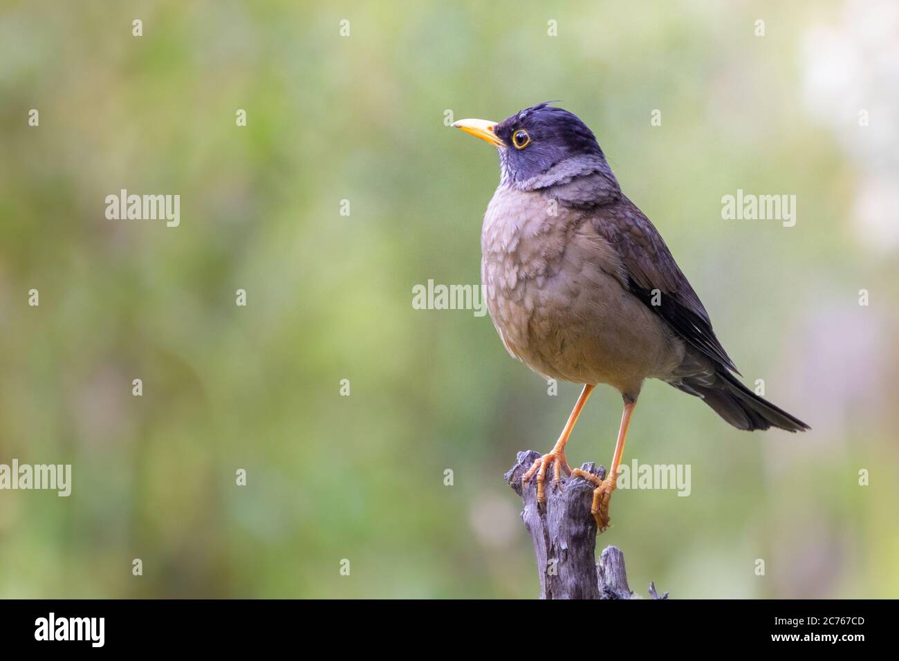 Birds austral thrush hi-res stock photography and images - Alamy