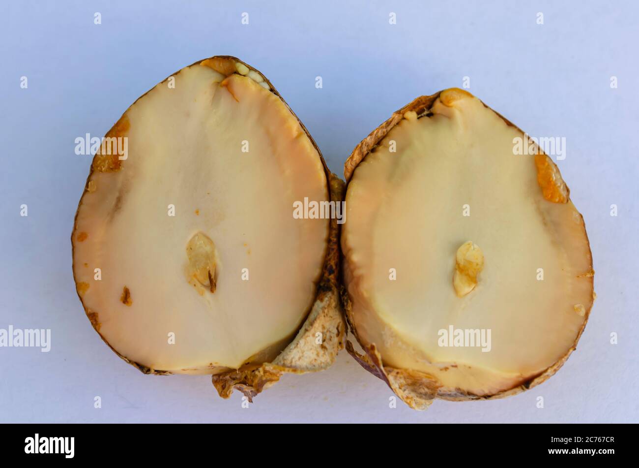 Avocado Seed Cross Section Stock Photo - Alamy