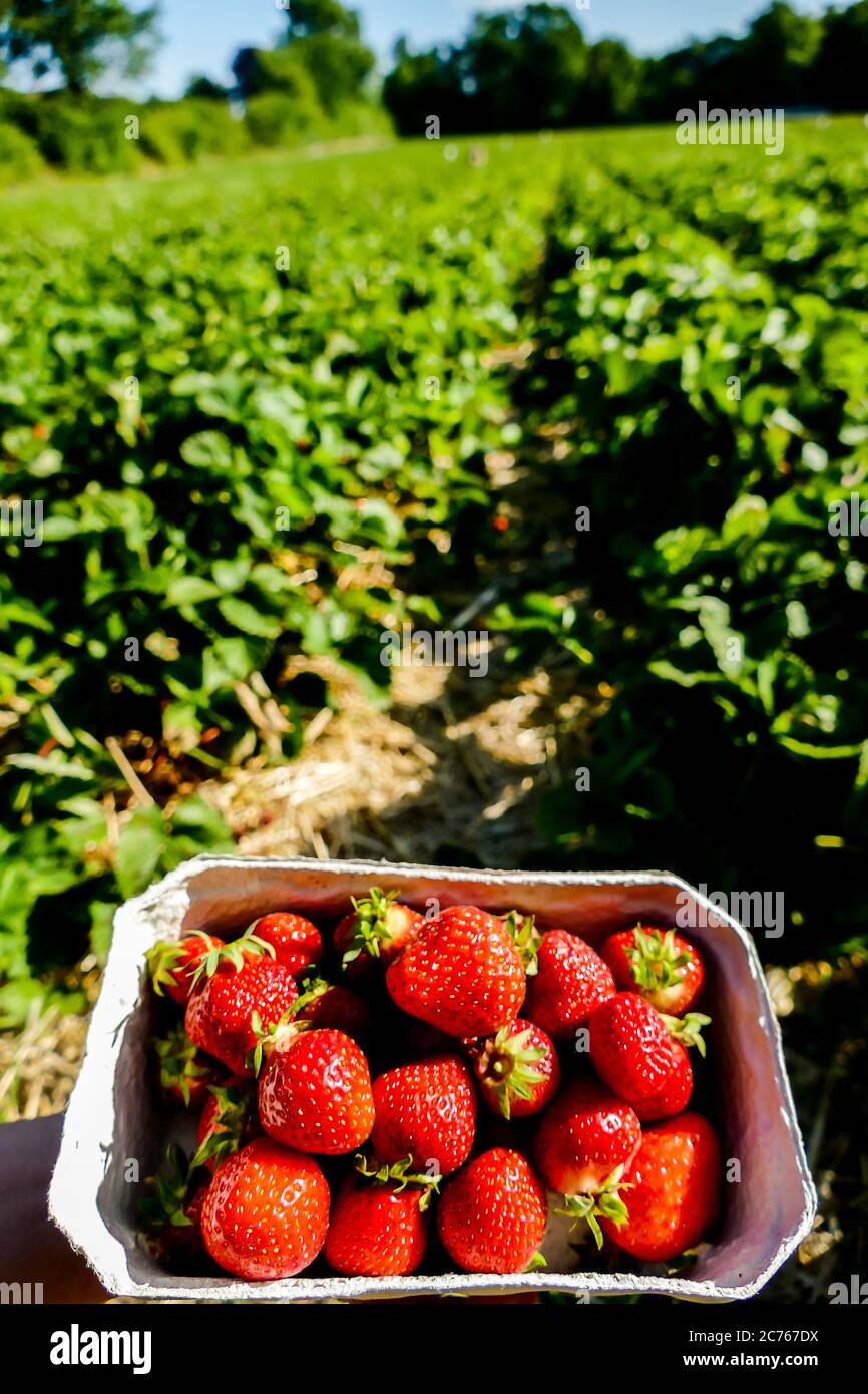 strawberries in basket, beautiful photo digital picture Stock Photo - Alamy