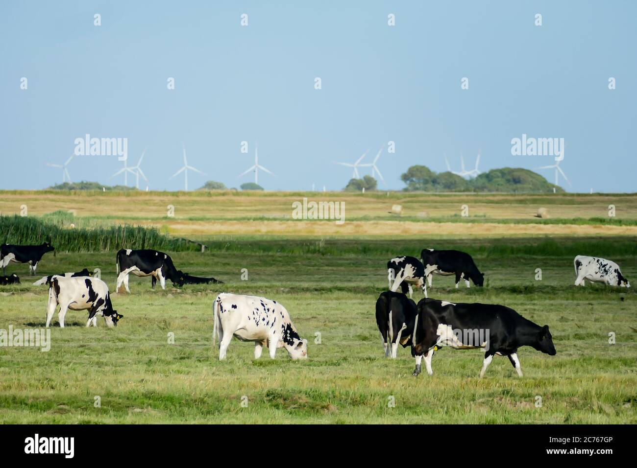 cows in a field, beautiful photo digital picture Stock Photo - Alamy