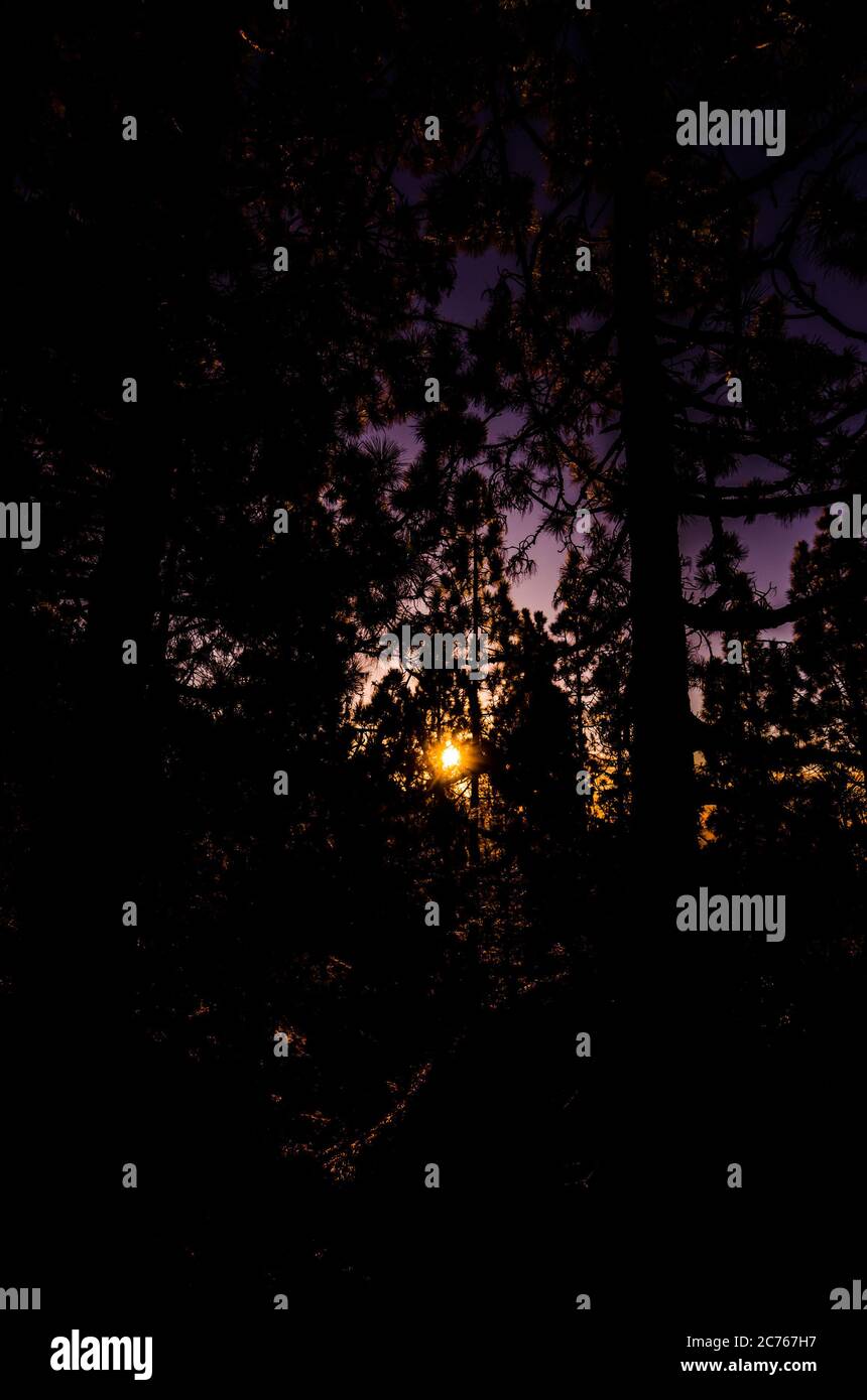 Beautiful Morning Scene in the Forest Stock Photo - Alamy